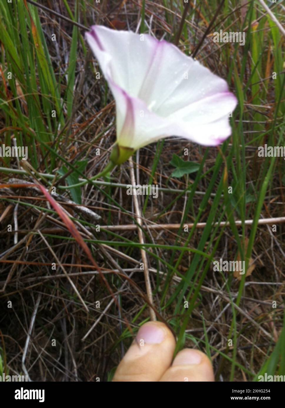 Pacific False Bindweed (Calystegia purpurata Stock Photo - Alamy