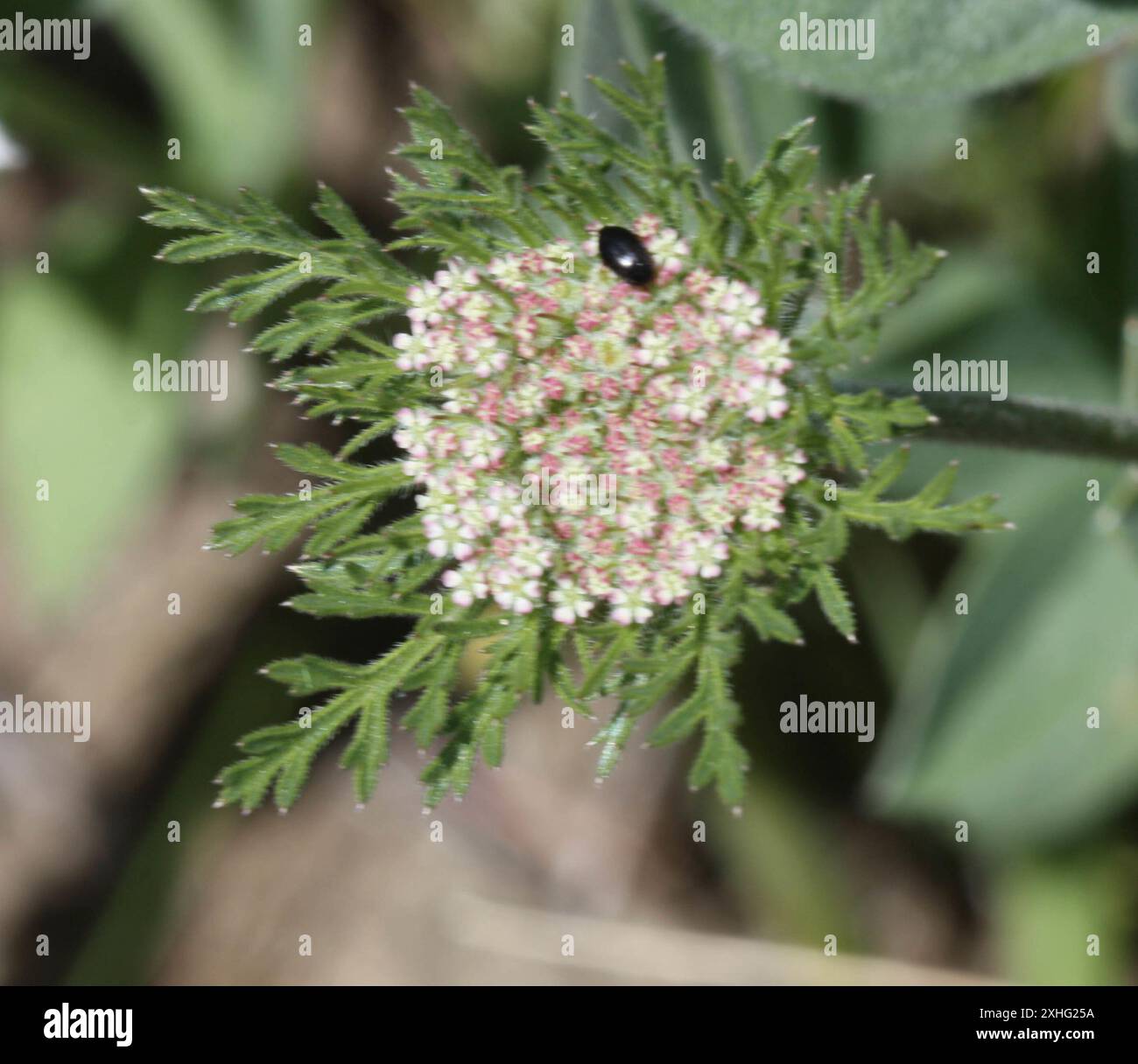 American wild carrot (Daucus pusillus Stock Photo - Alamy