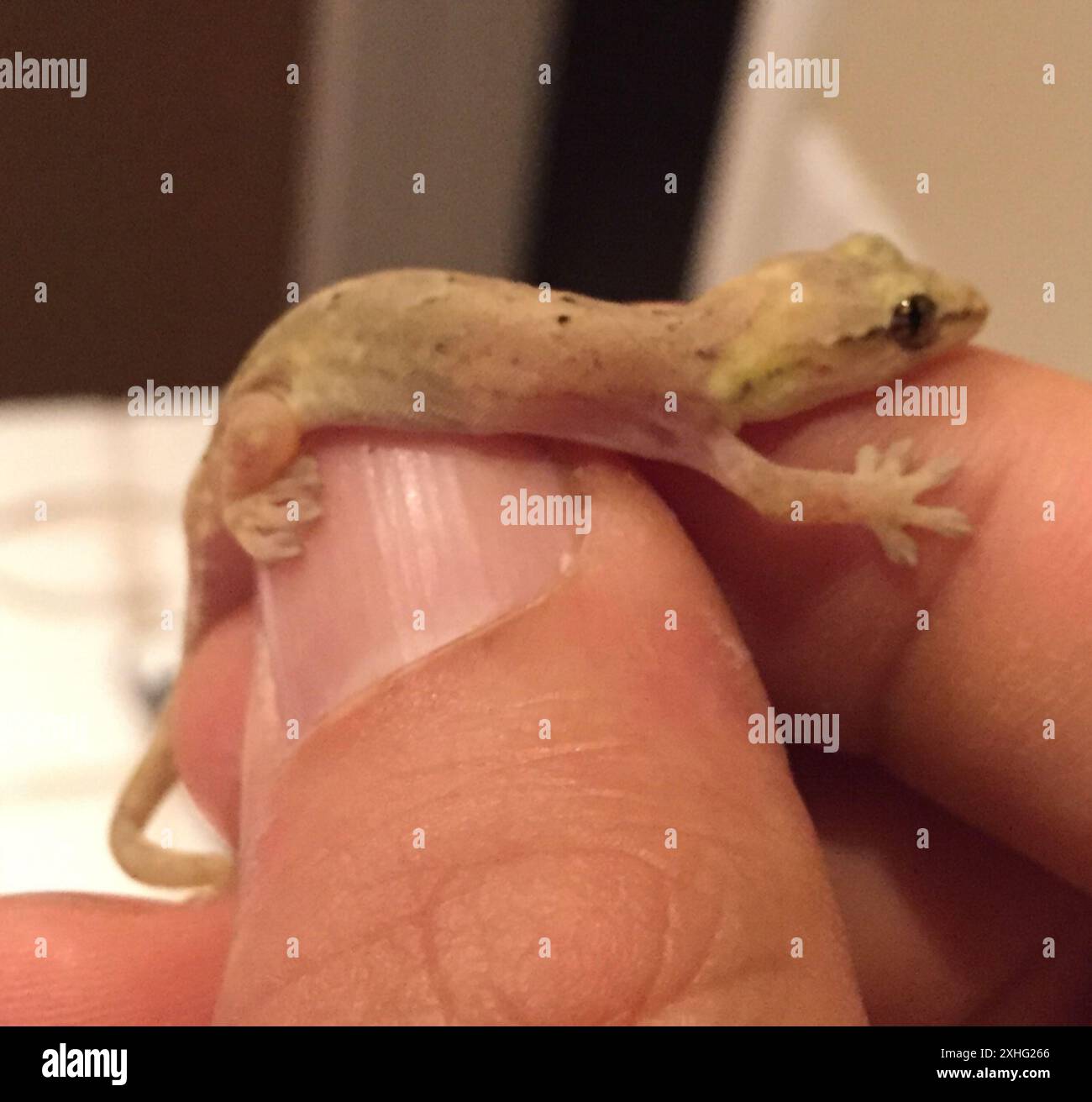 Mourning Gecko (Lepidodactylus lugubris Stock Photo - Alamy