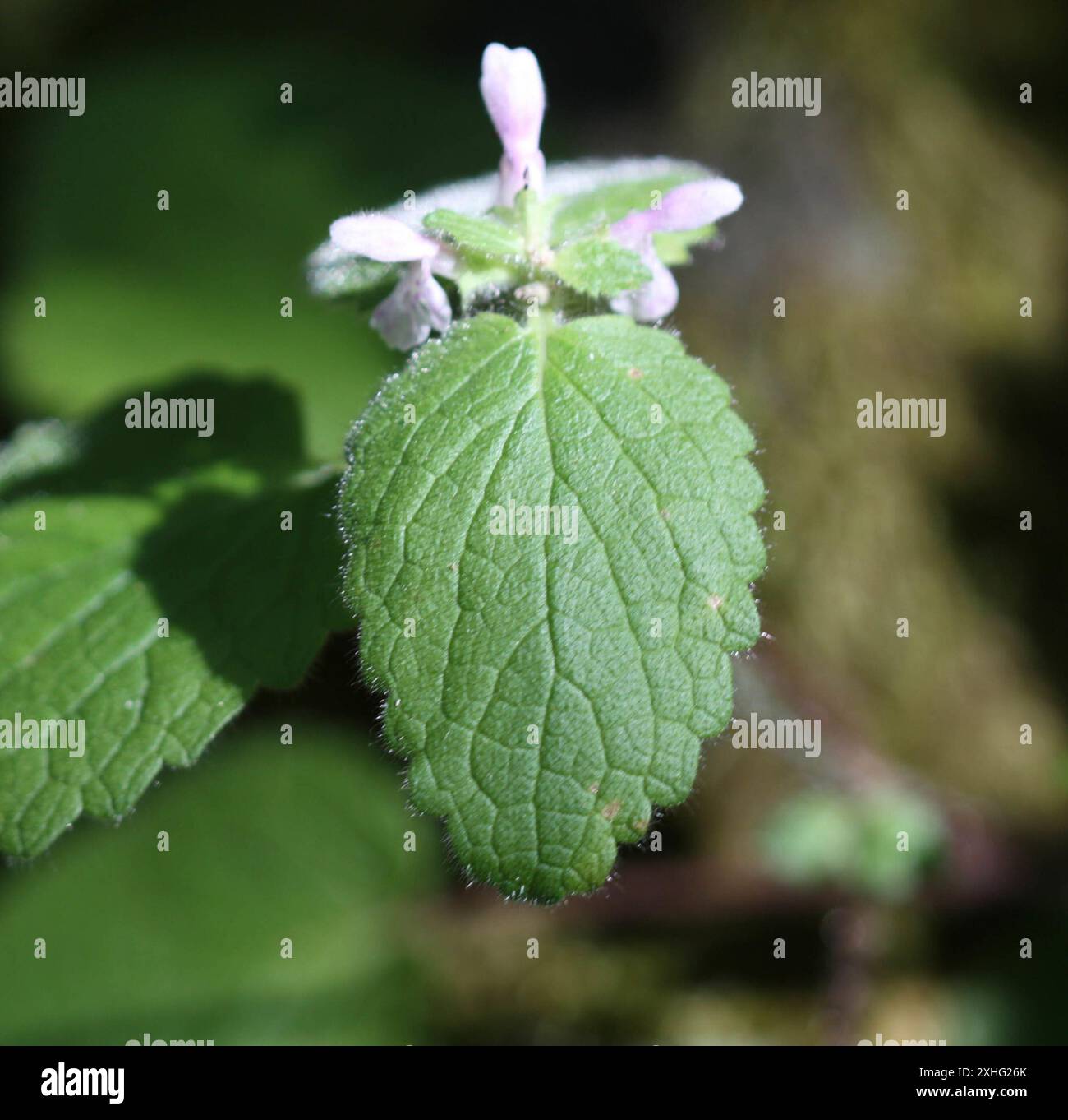 (Stachys rigida quercetorum Stock Photo - Alamy