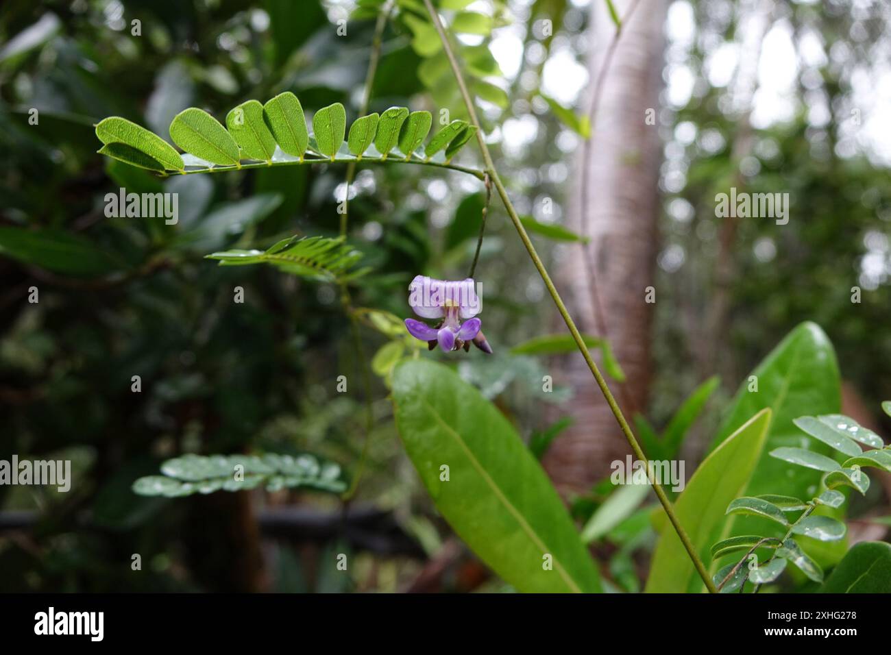 rosary pea (Abrus precatorius Stock Photo - Alamy