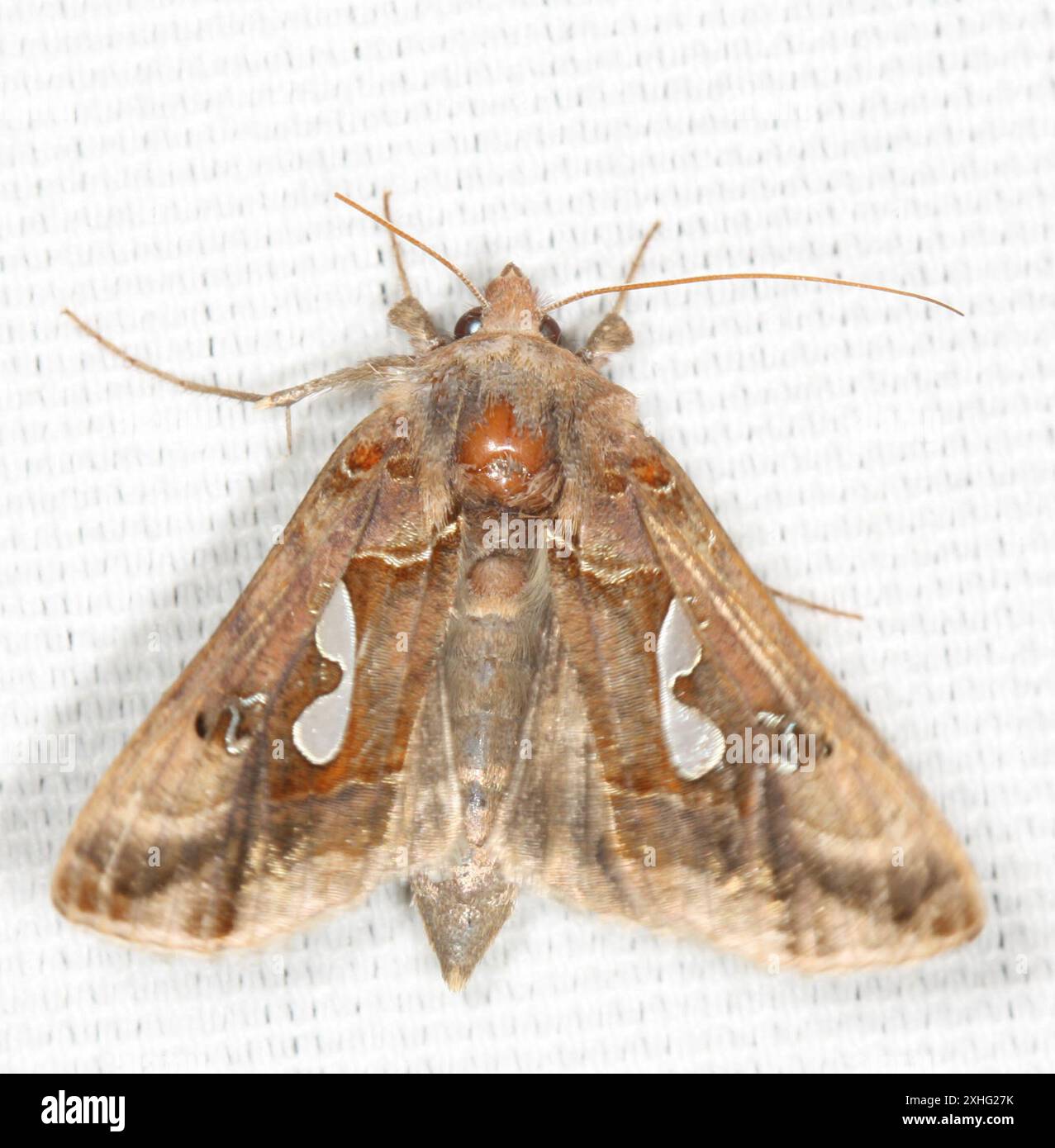 Bilobed Looper Moth (Megalographa biloba Stock Photo - Alamy