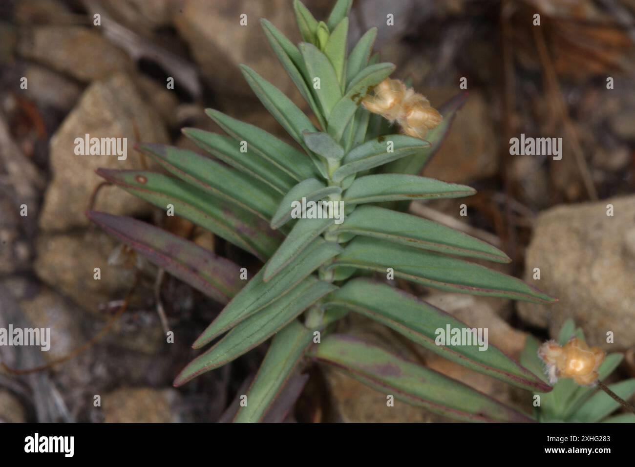 Goldwire hi-res stock photography and images - Alamy