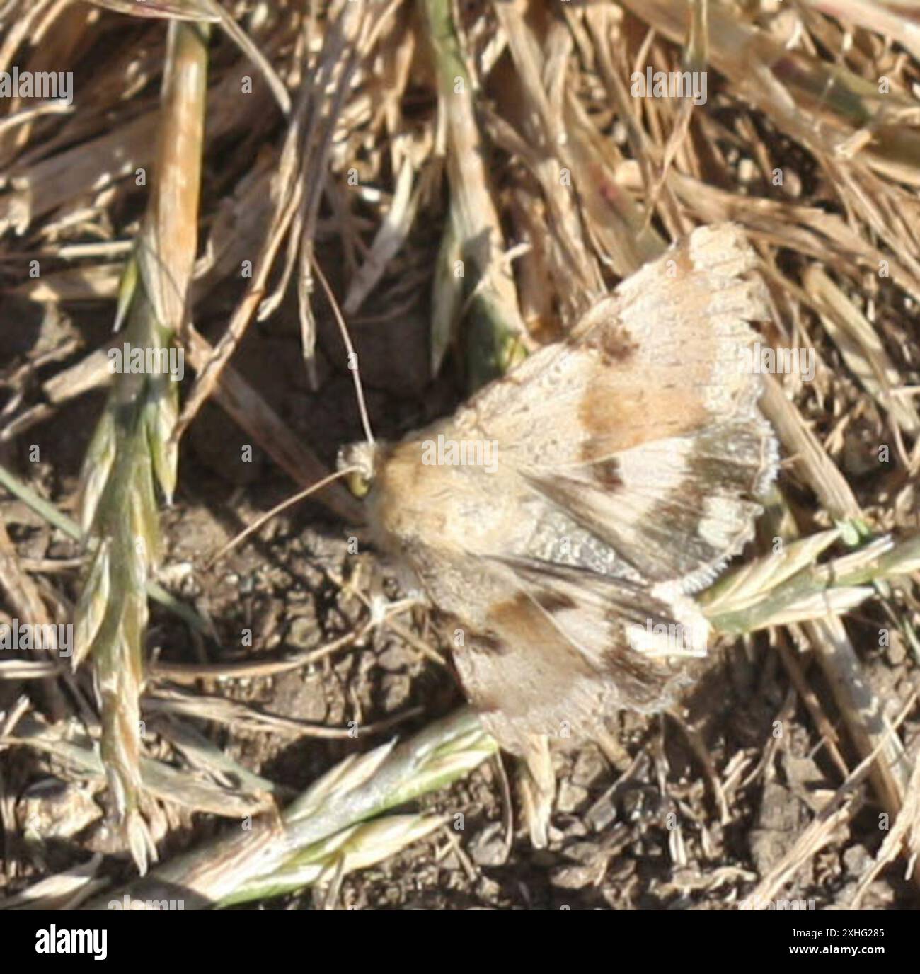 Darker-spotted Straw Moth (Heliothis phloxiphaga Stock Photo - Alamy