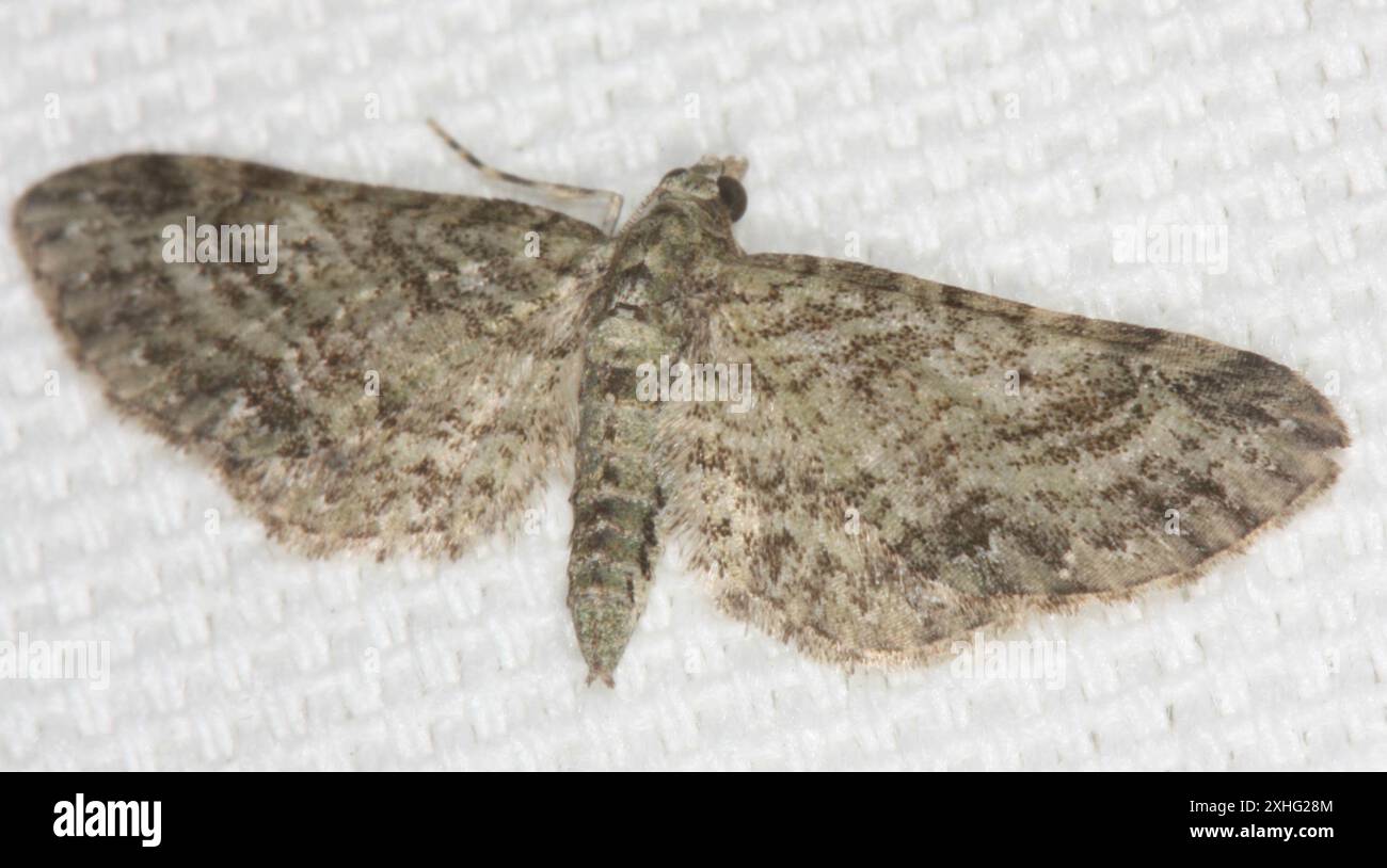 Geometer Moths (Geometridae Stock Photo - Alamy