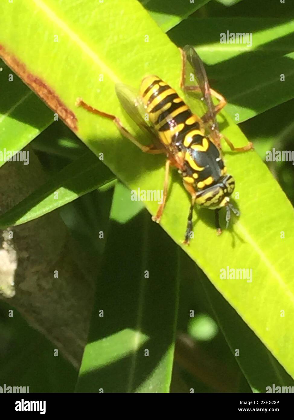 Spilomyia hi-res stock photography and images - Alamy