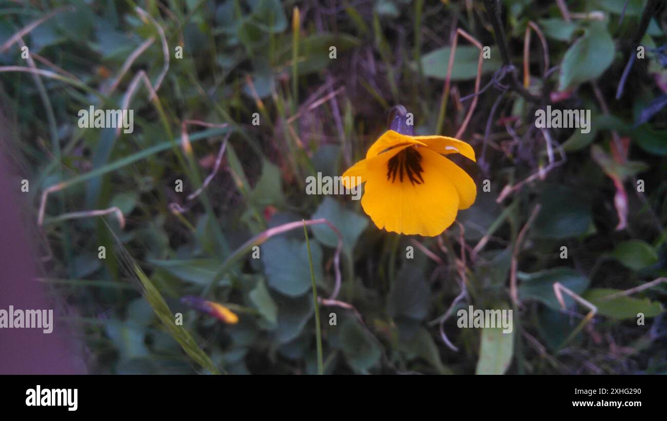 California Golden Violet (Viola pedunculata Stock Photo - Alamy