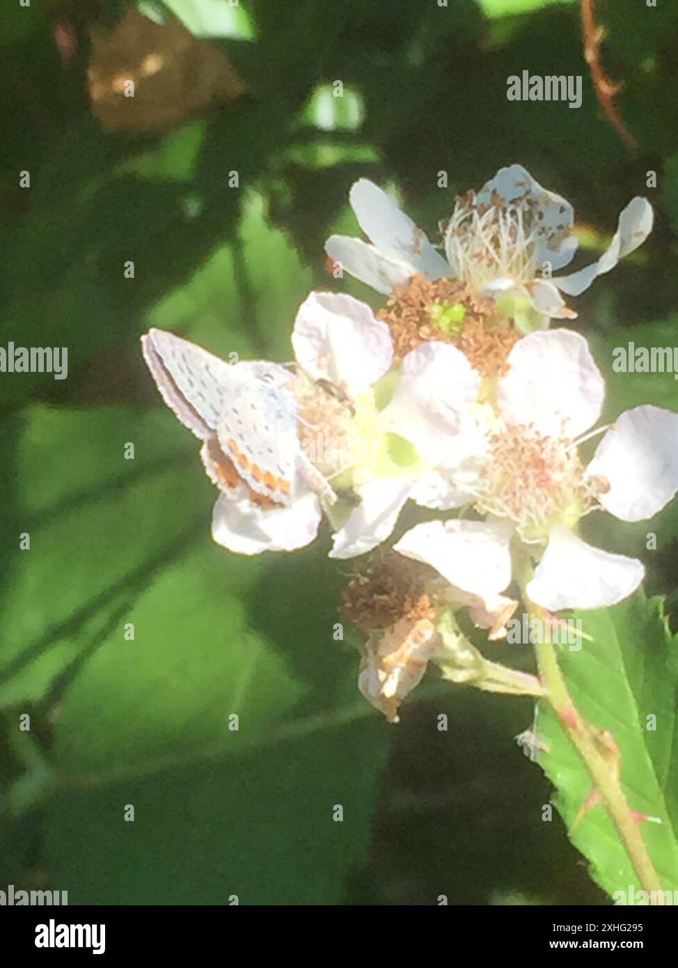 Acmon Blue (Icaricia acmon Stock Photo - Alamy