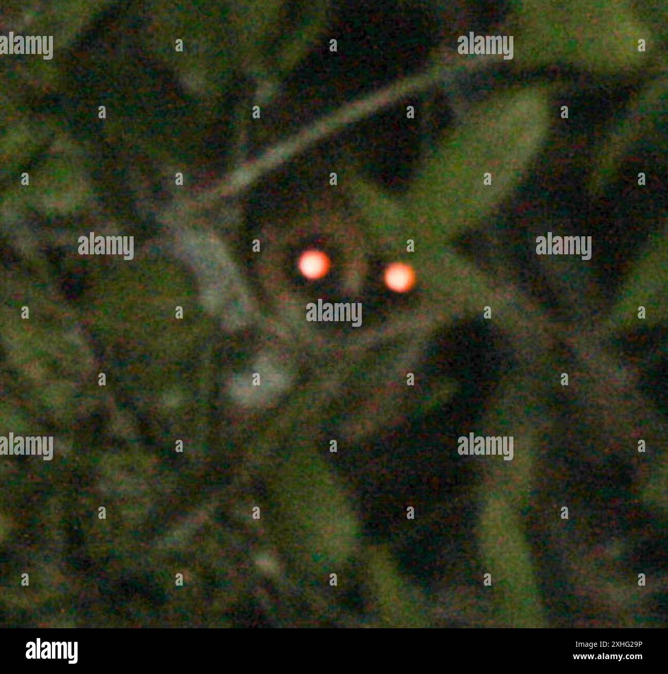 Dwarf Lemurs (Cheirogaleus Stock Photo - Alamy