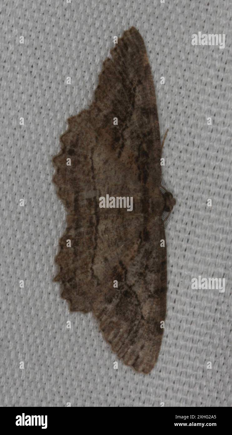 Geometer Moths (Geometridae Stock Photo - Alamy