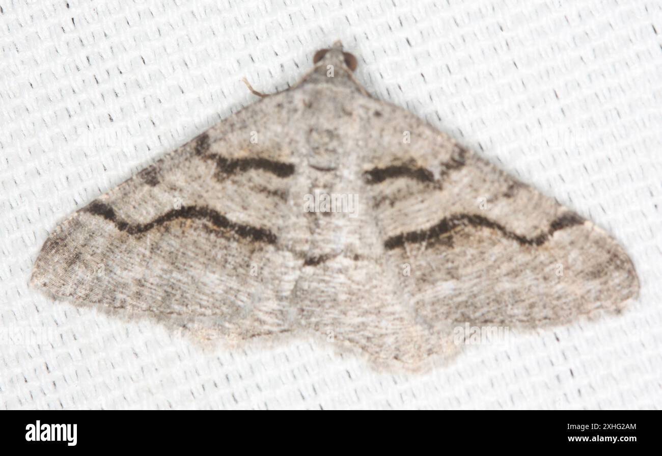 Geometer Moths (Geometridae Stock Photo - Alamy