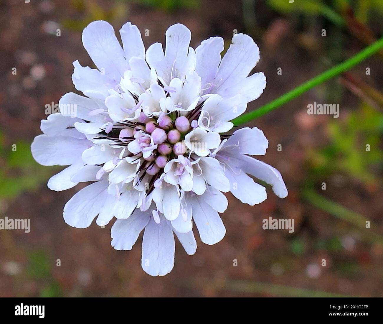 Small Scabious (Scabiosa columbaria Stock Photo - Alamy