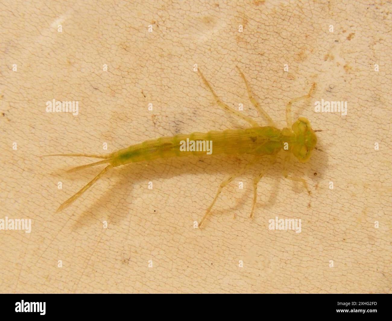 Narrow-winged Damselflies (Coenagrionidae Stock Photo - Alamy