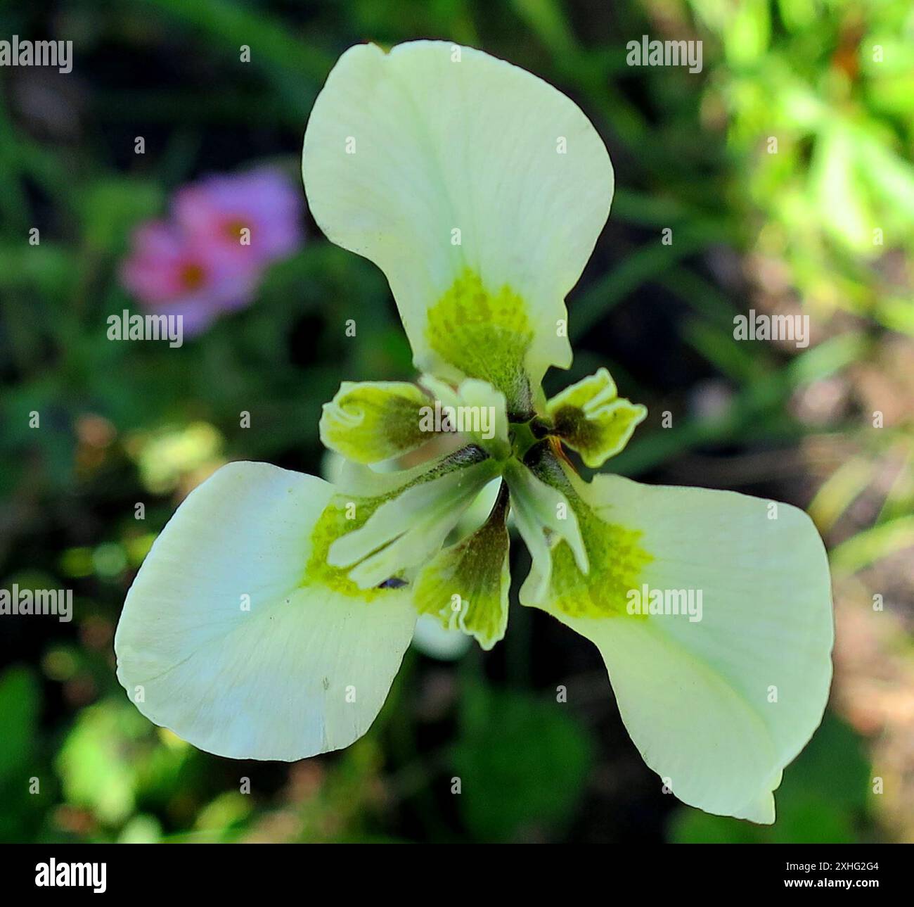Moraea tricuspidata hi-res stock photography and images - Alamy