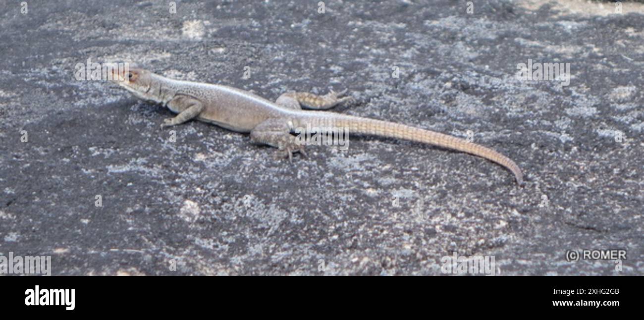 Oplurus grandidieri hi-res stock photography and images - Alamy