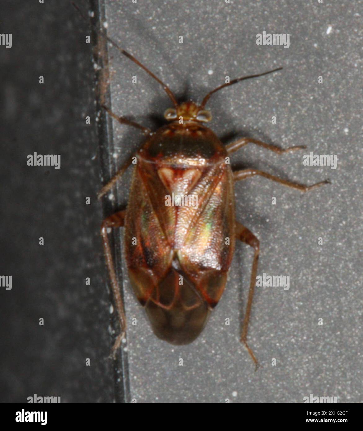 Lygus bugs hi-res stock photography and images - Alamy