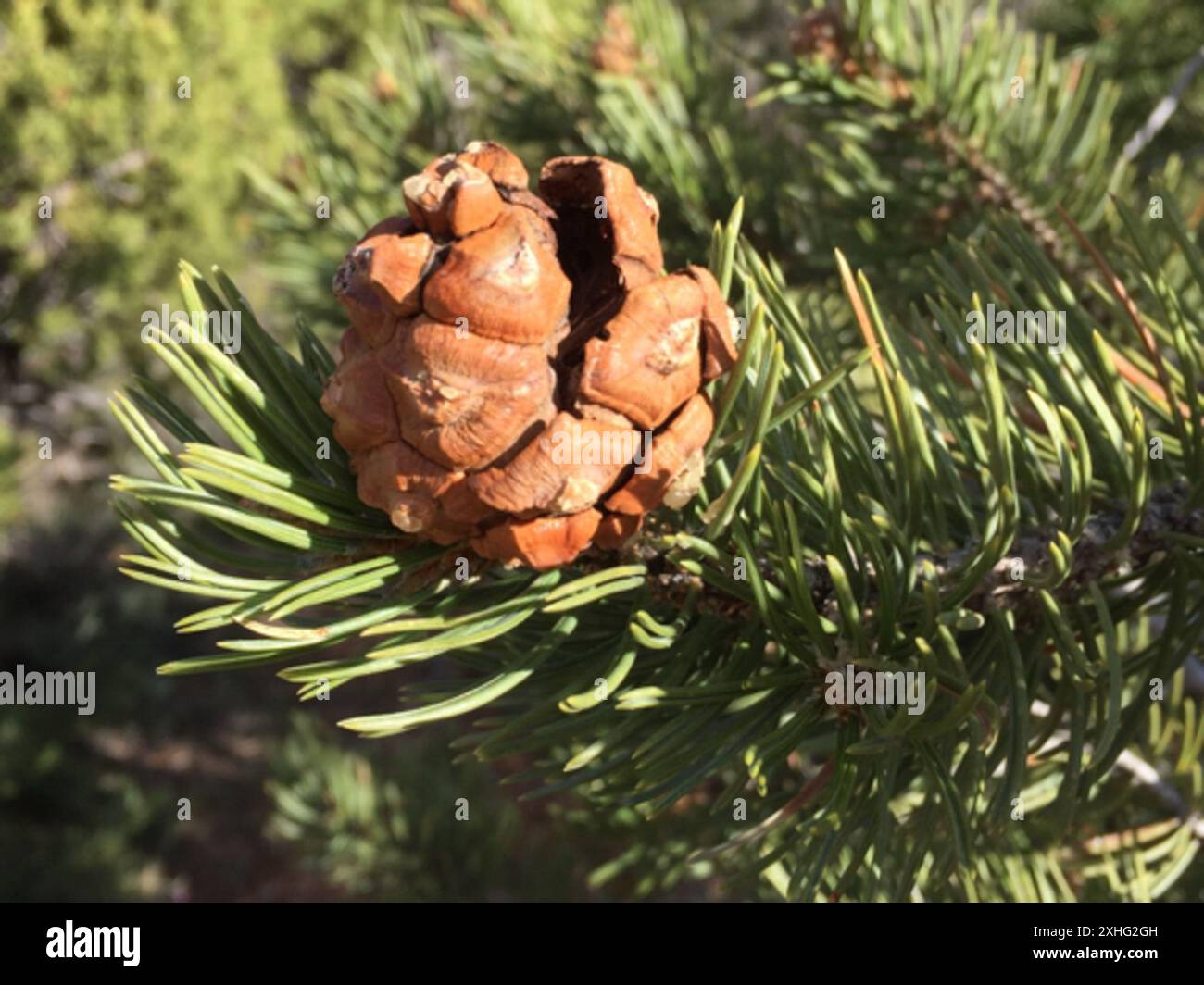 Colorado Pinyon (Pinus edulis Stock Photo - Alamy
