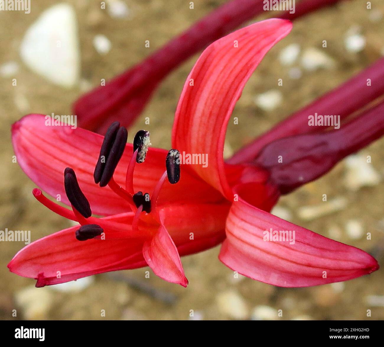 Brunsvigia orientalis hi-res stock photography and images - Alamy
