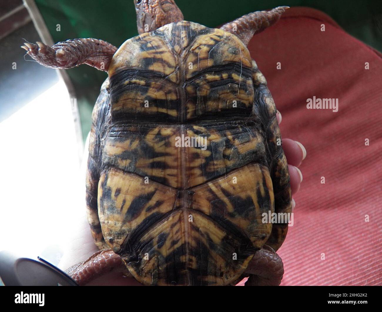 Three-toed Box Turtle (Terrapene carolina triunguis Stock Photo - Alamy