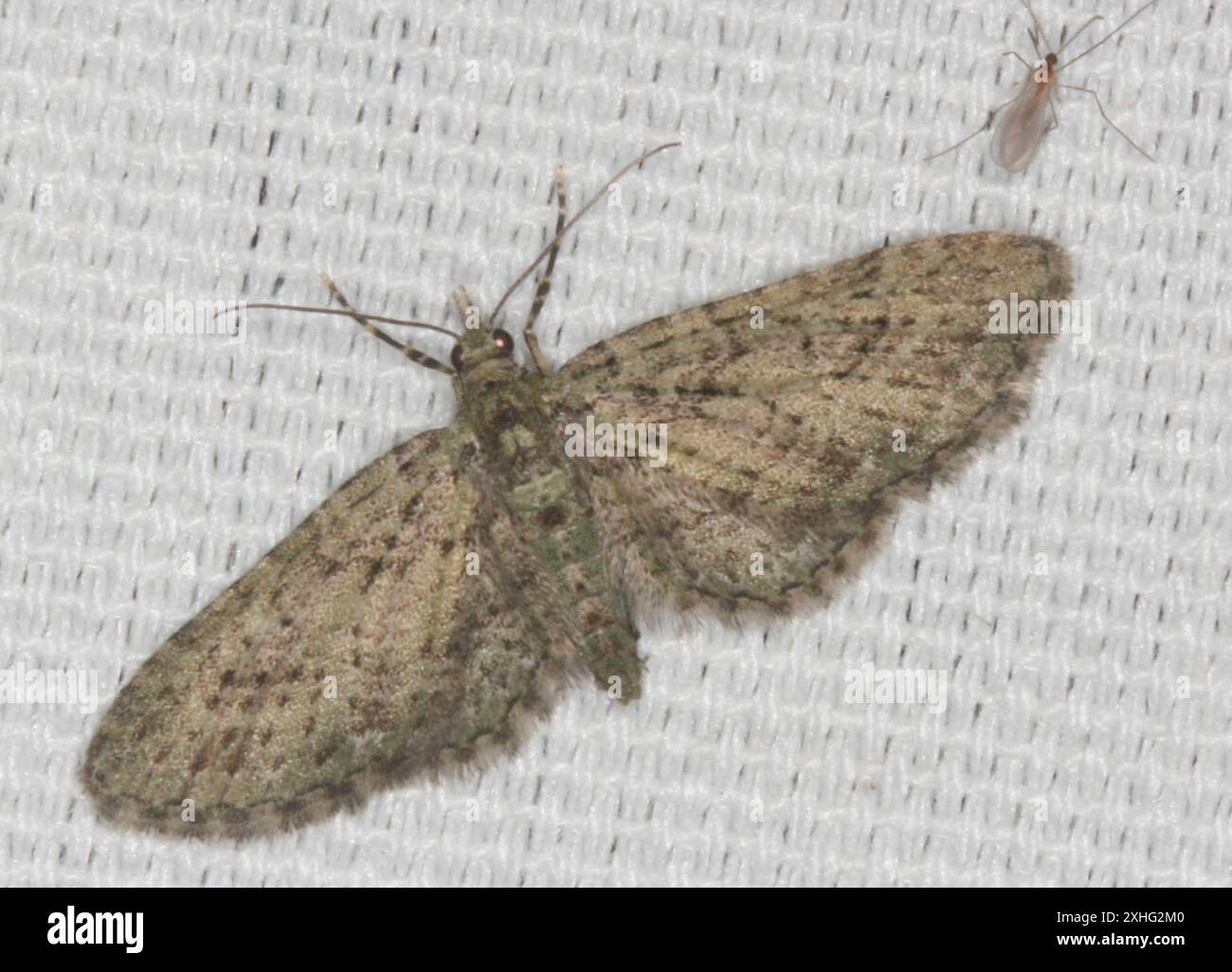 Geometer Moths (Geometridae Stock Photo - Alamy