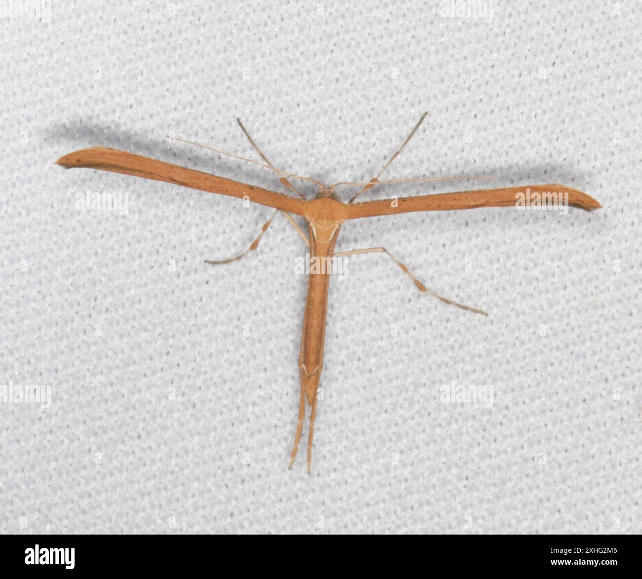 Morning-glory Plume Moth (Emmelina monodactyla Stock Photo - Alamy