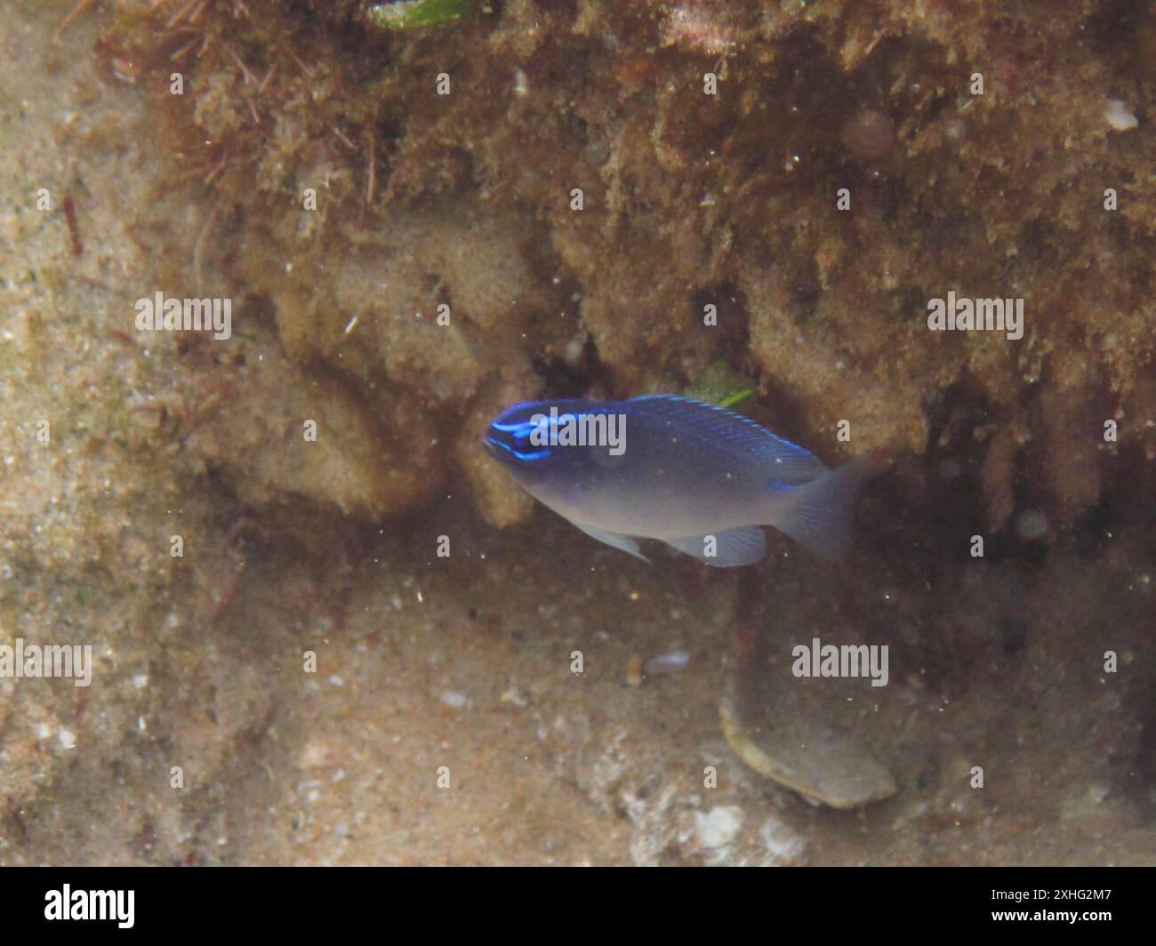 Chrysiptera glauca hi-res stock photography and images - Alamy