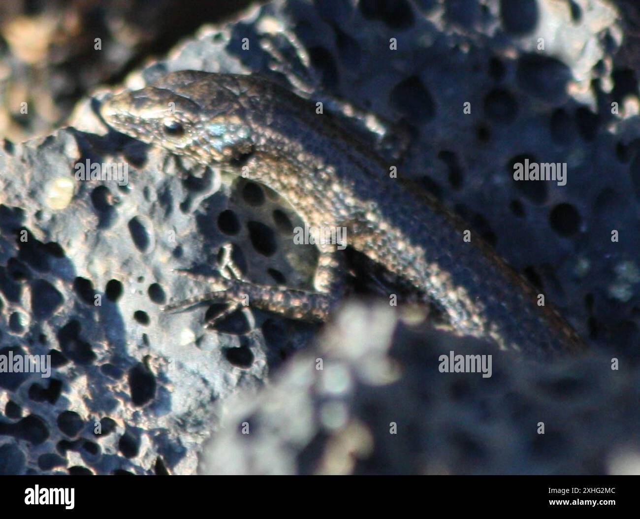 Mottled snake eyed skink cryptoblepharus poecilopleurus hi-res stock ...