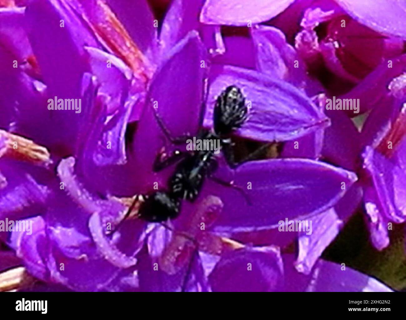Corymbium hi-res stock photography and images - Alamy