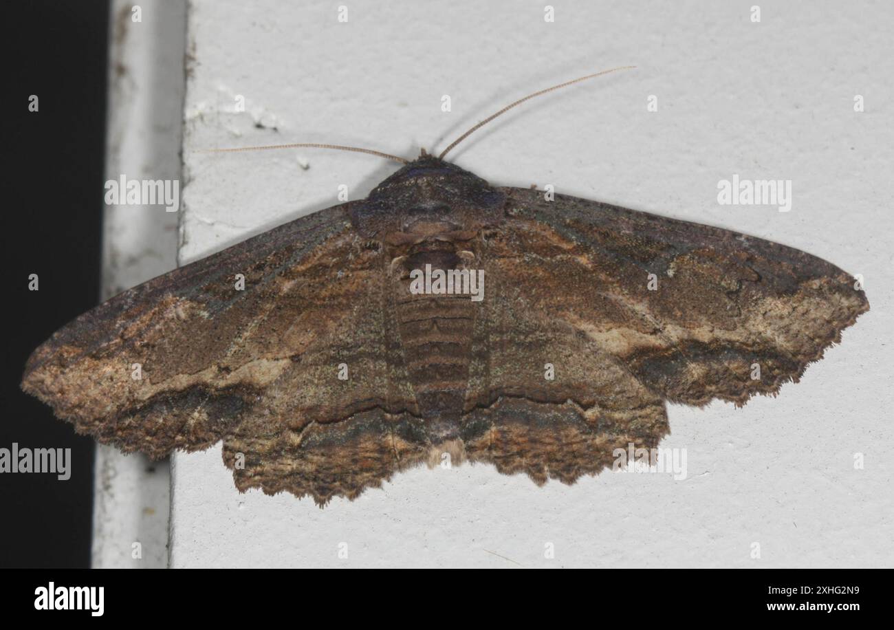 Lunate Zale Moth (Zale lunata Stock Photo - Alamy