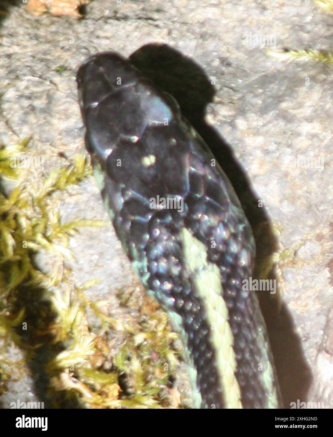 Puget sound garter snake hi-res stock photography and images - Alamy