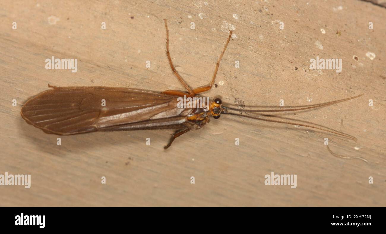Northern Caddisflies (Limnephilidae Stock Photo - Alamy