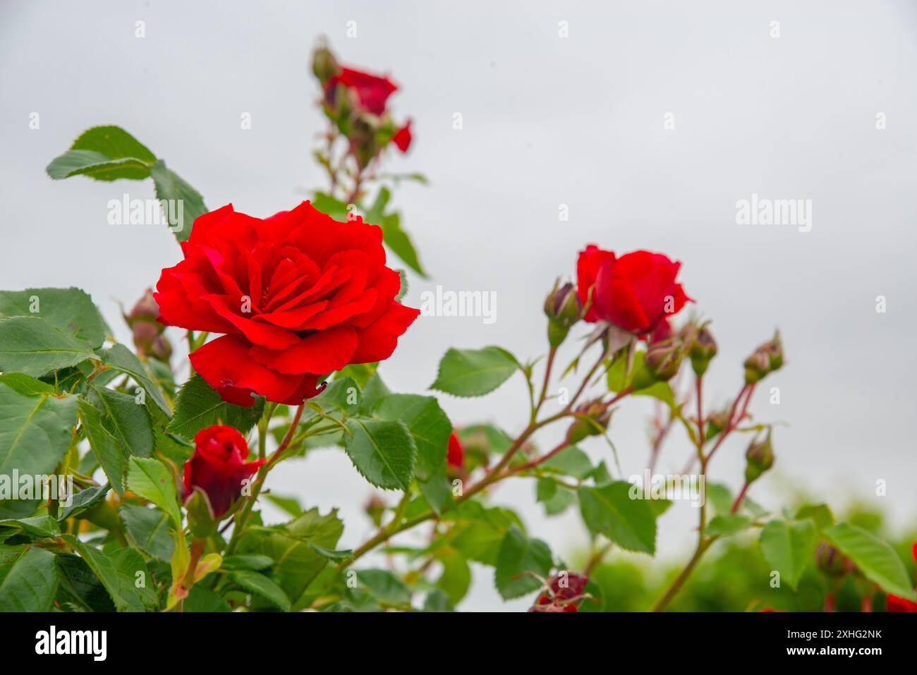 Red roses bush floral hi-res stock photography and images - Alamy