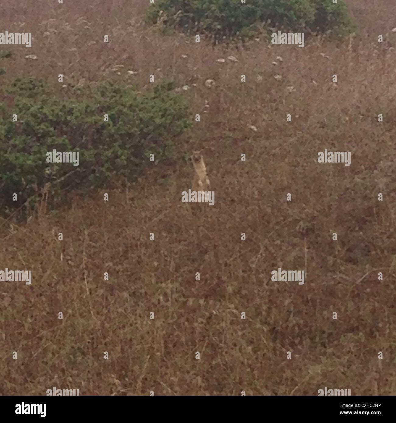 Long-tailed Weasel (Neogale frenata Stock Photo - Alamy