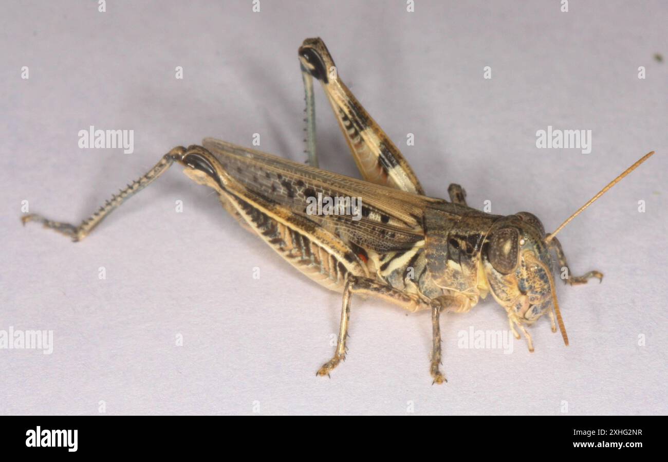 Devastating Grasshopper (Melanoplus devastator Stock Photo - Alamy