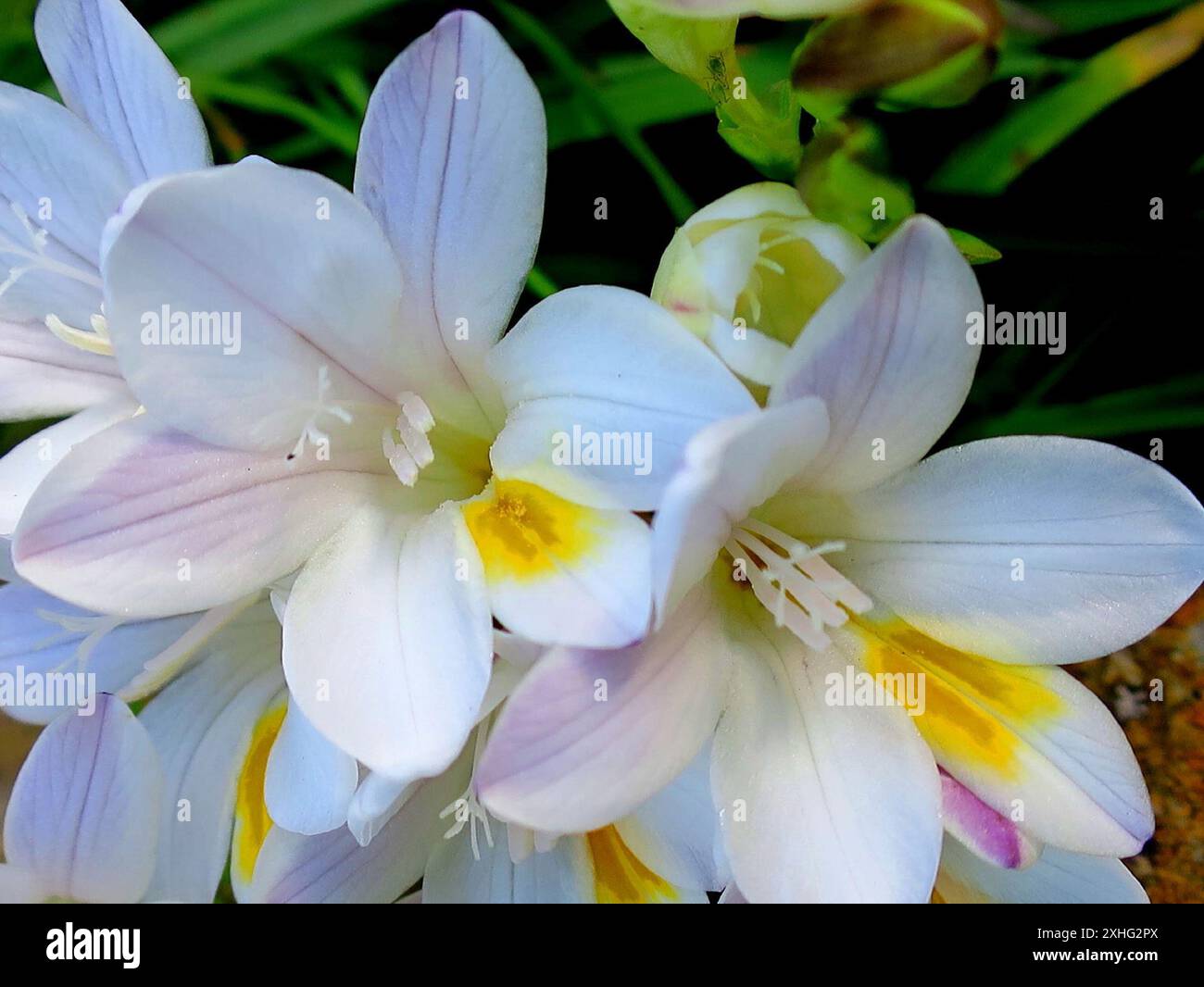 White Kammetjie (Freesia leichtlinii alba Stock Photo - Alamy
