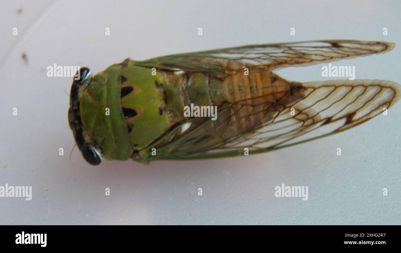 Superb Dog-day Cicada (Neotibicen superbus Stock Photo - Alamy
