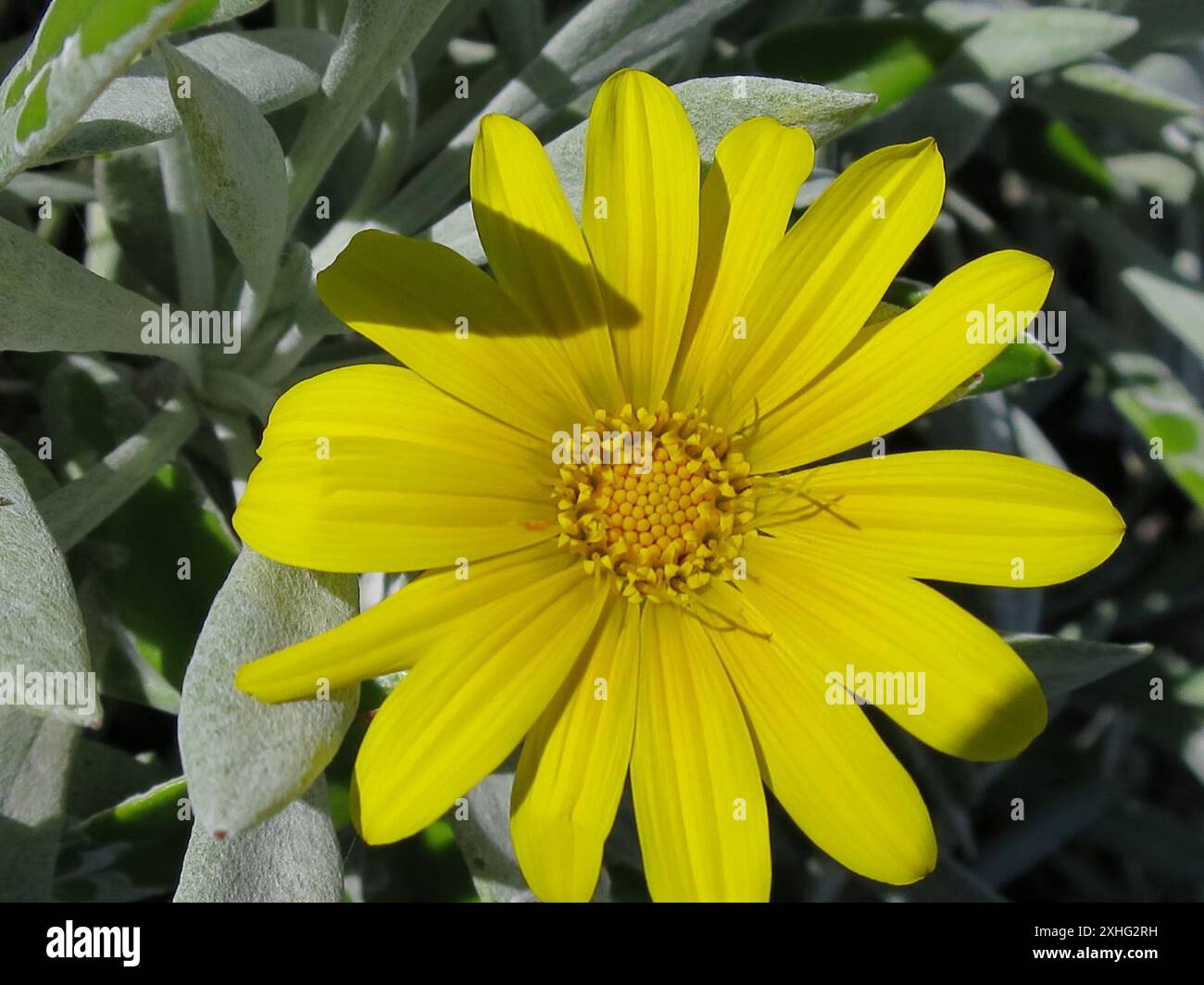 Greyleaf Trailing Gazania (Gazania rigens leucolaena Stock Photo - Alamy