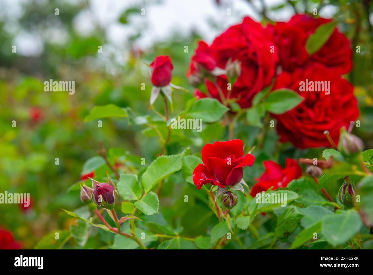 Rose rojo hi-res stock photography and images - Alamy