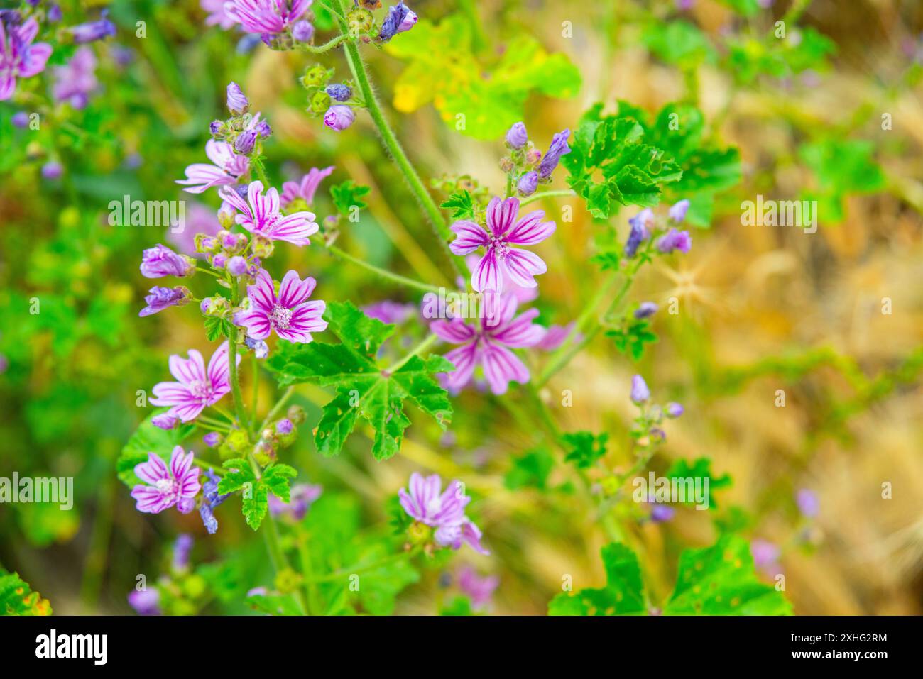 Planta malva hi-res stock photography and images - Alamy