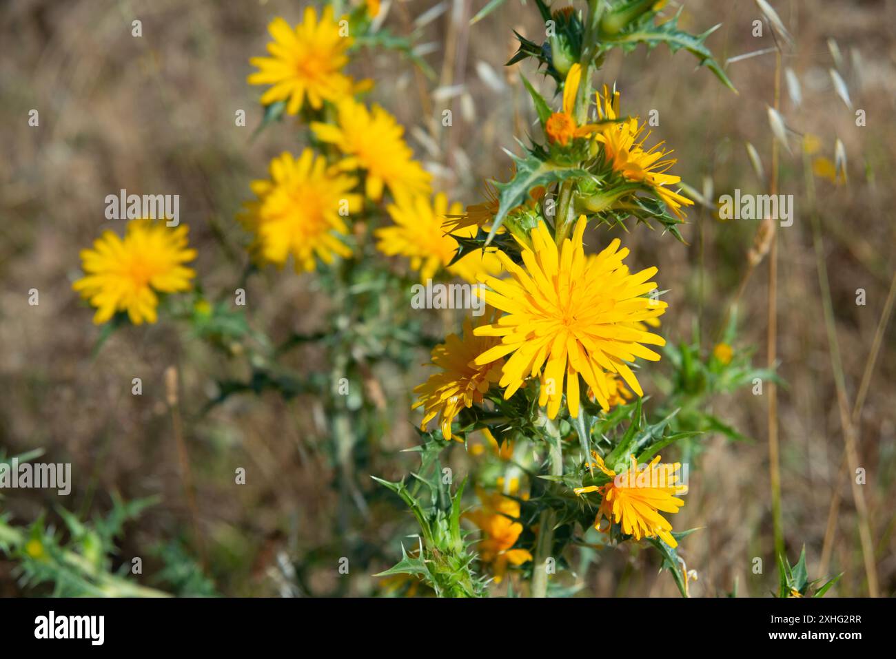 Yellow thistle flowers Stock Photo - Alamy