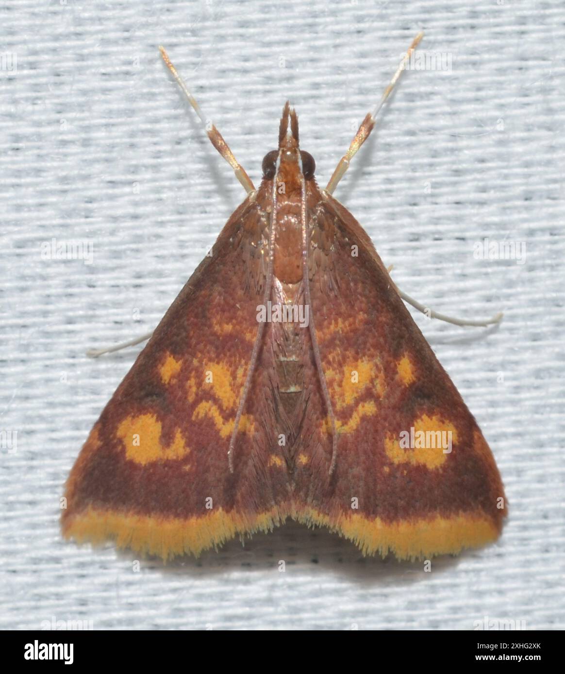 Mint-loving Pyrausta Moth (Pyrausta acrionalis Stock Photo - Alamy