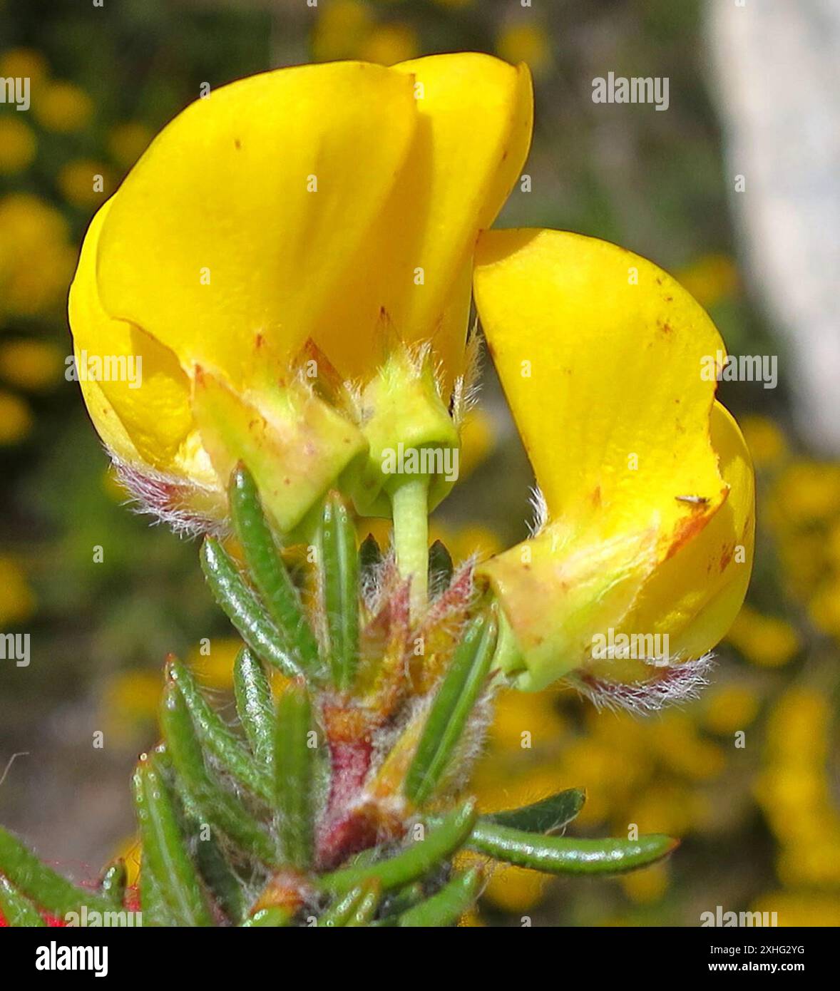 Cyclopia hi-res stock photography and images - Alamy