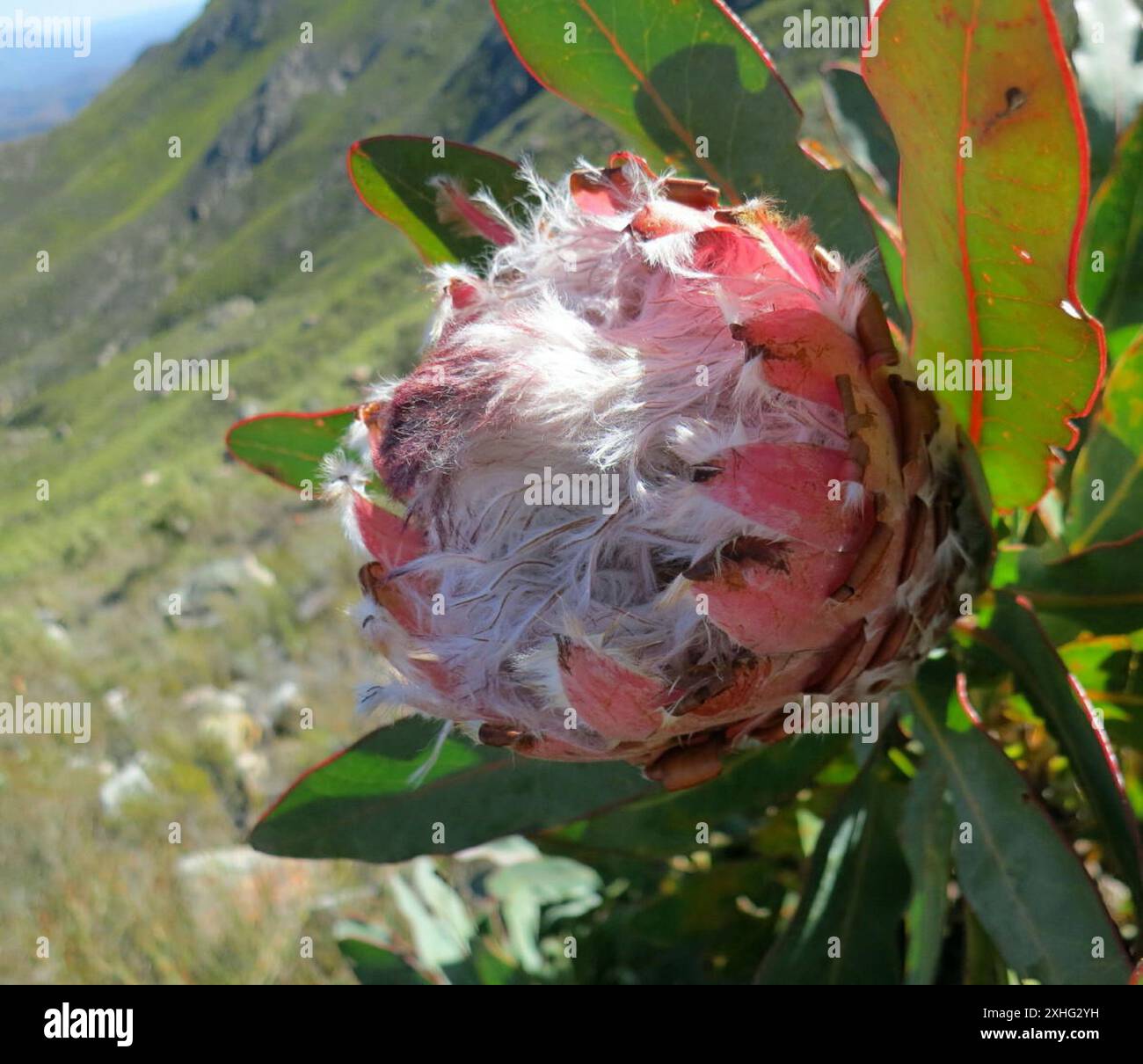 Protea protea magnifica hi-res stock photography and images - Alamy