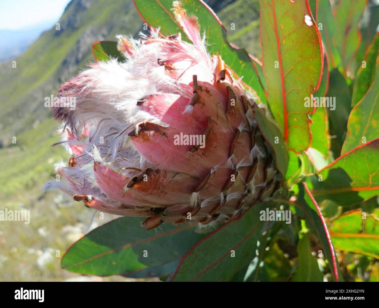 Queen Sugarbush (Protea magnifica Stock Photo - Alamy
