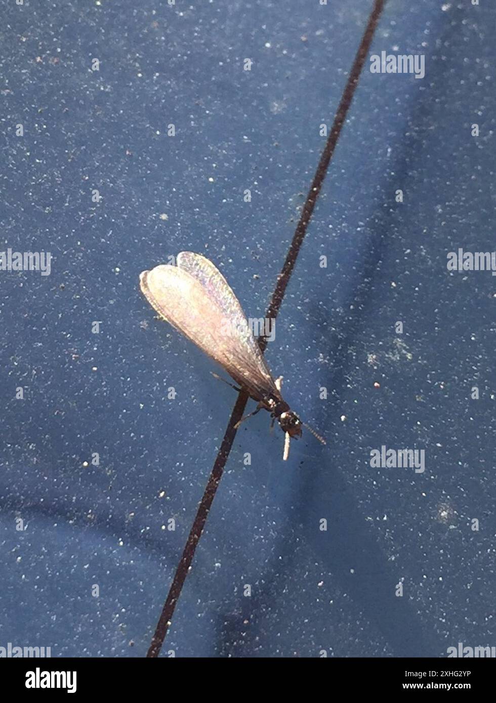 Western Subterranean Termite (Reticulitermes hesperus Stock Photo - Alamy