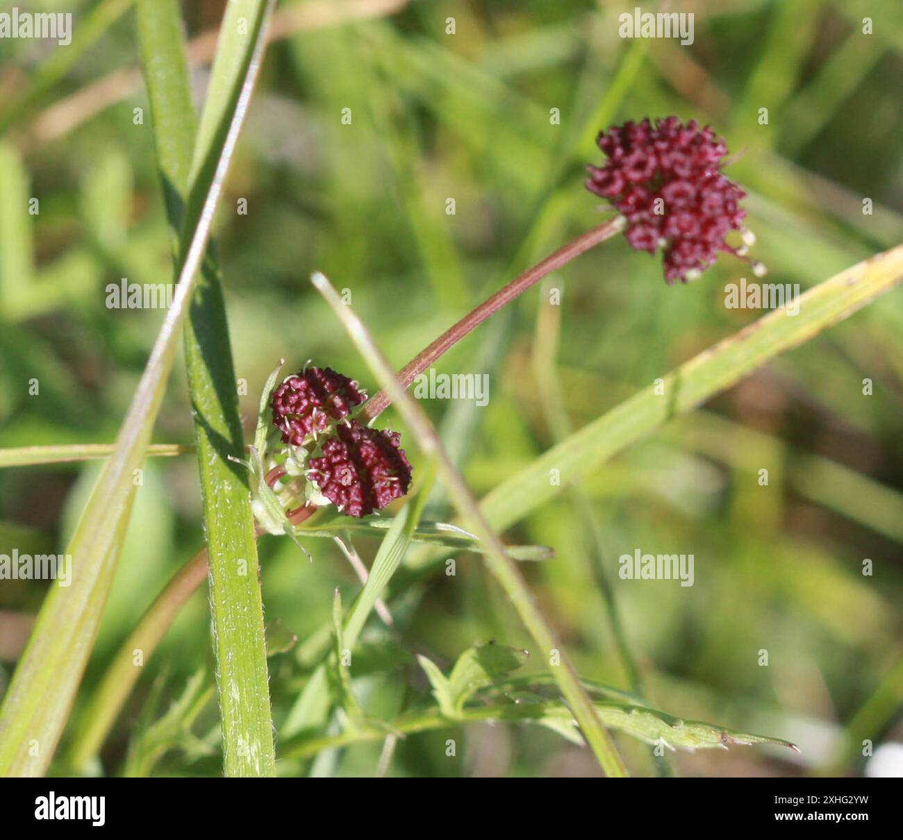Purple Sanicle (Sanicula bipinnatifida Stock Photo - Alamy