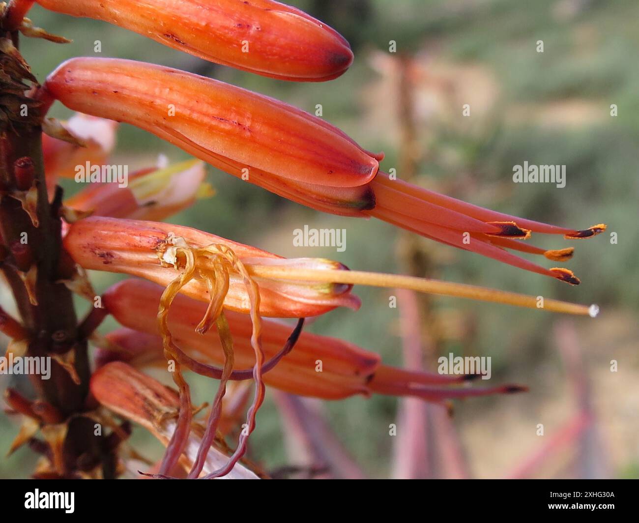 Cape Aloe (Aloe ferox Stock Photo - Alamy