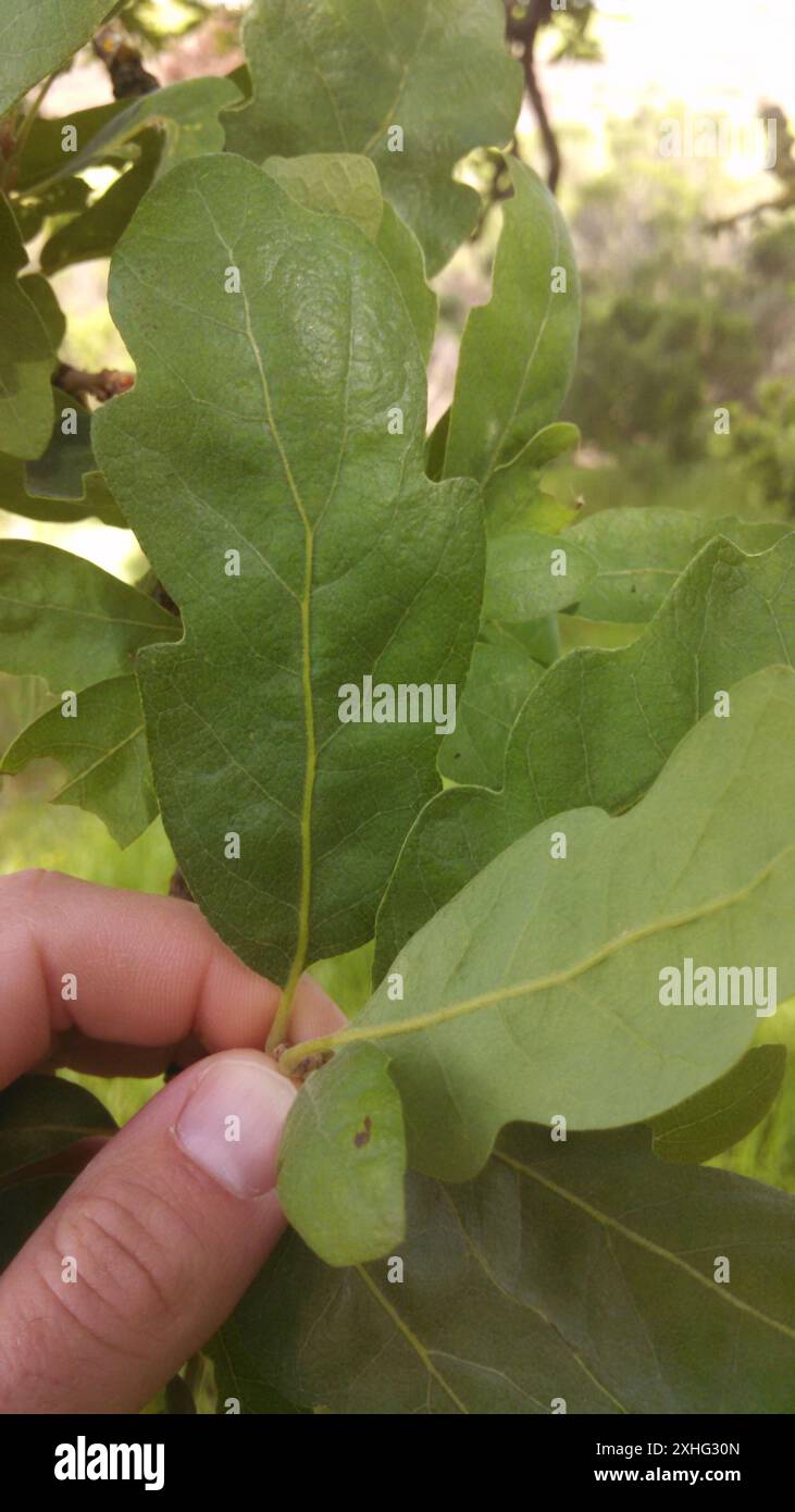 blue oak (Quercus douglasii Stock Photo - Alamy