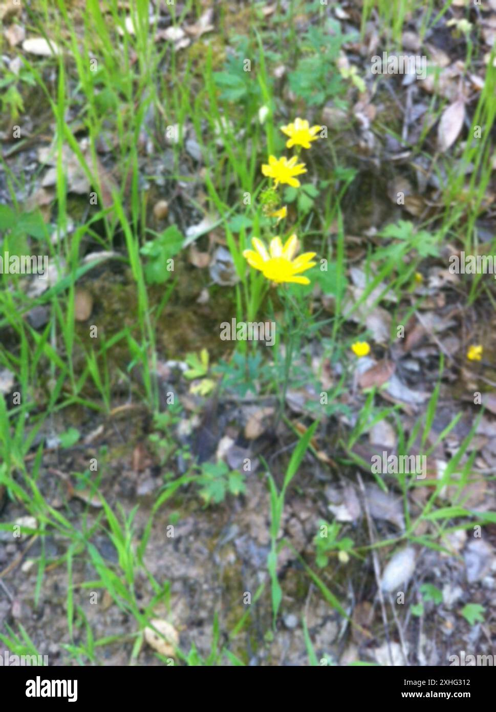 California buttercup (Ranunculus californicus Stock Photo - Alamy