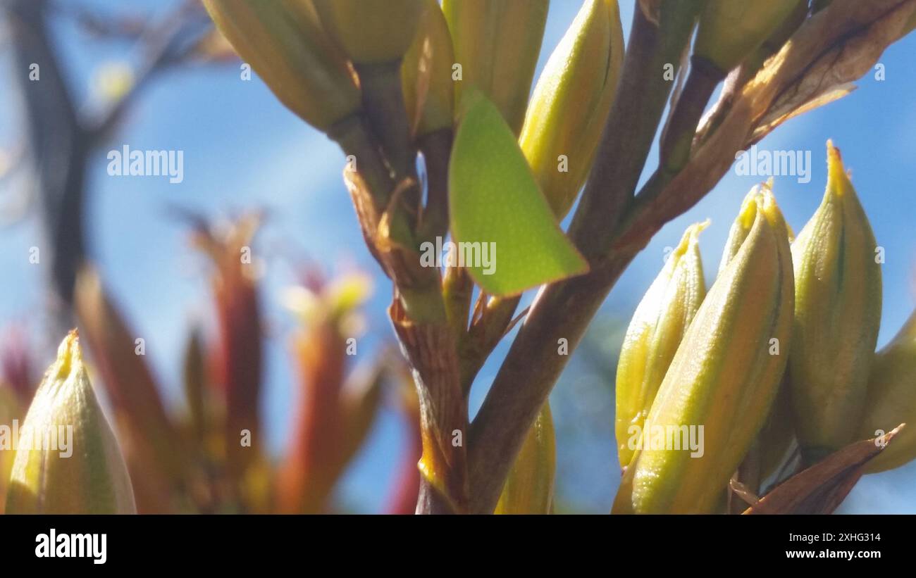 Torpedo Bug (Siphanta acuta Stock Photo - Alamy